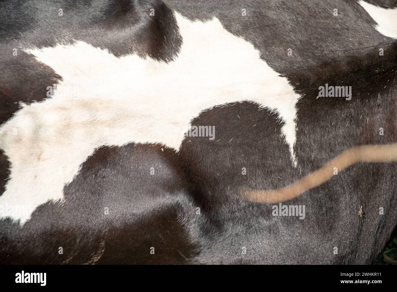 Black and white Cow spot Stock Photo - Alamy
