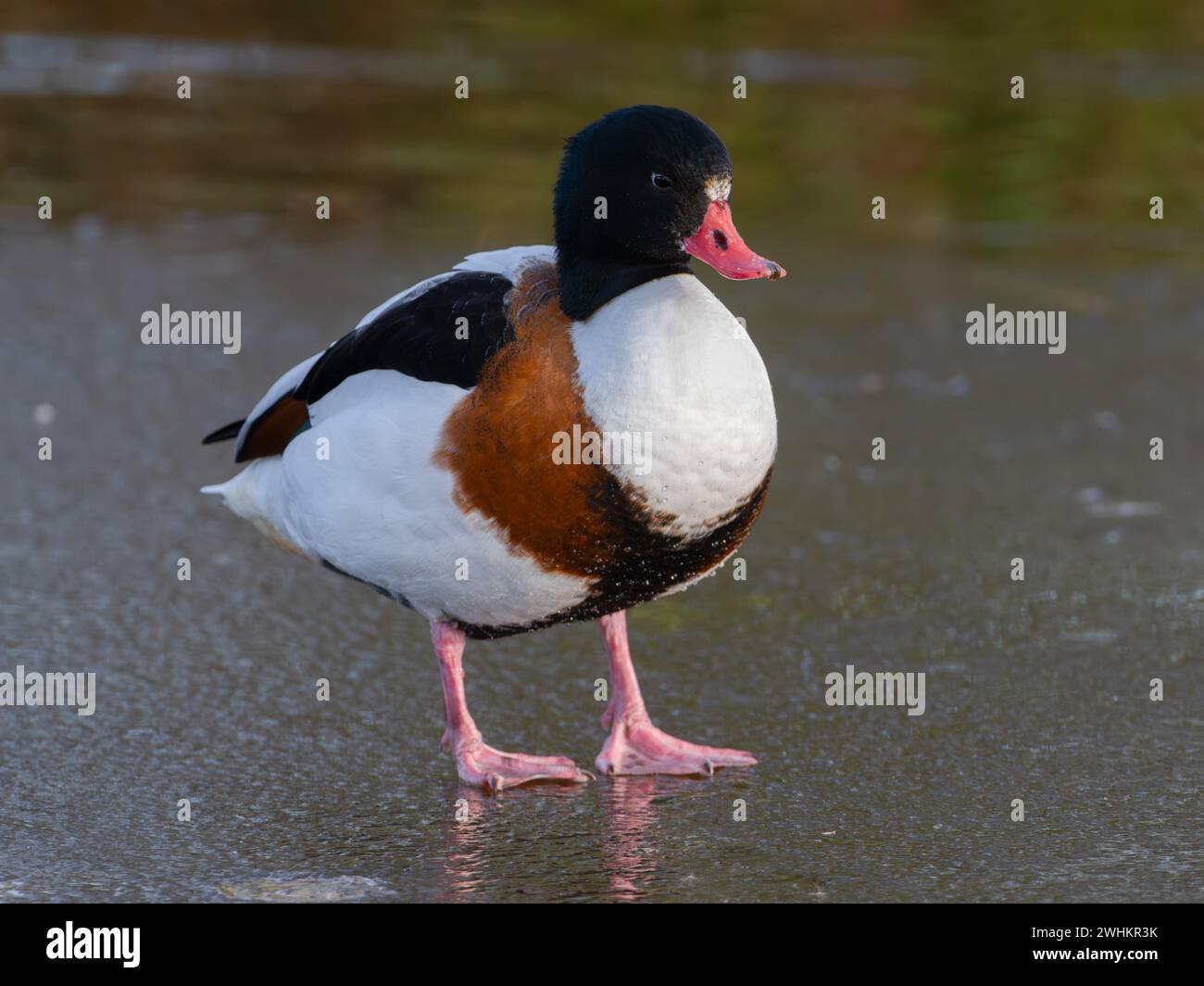 Chunky birds hi-res stock photography and images - Alamy
