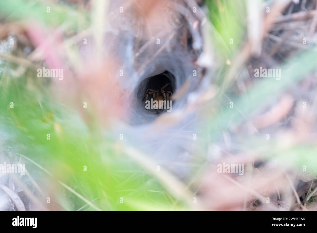 He preys hi-res stock photography and images - Alamy