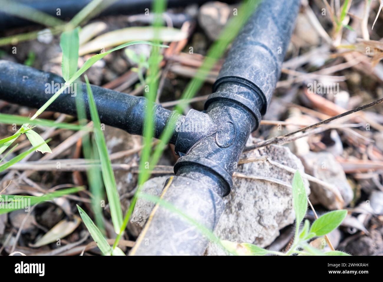 Drip system tubes for irrigation of crops Stock Photo - Alamy