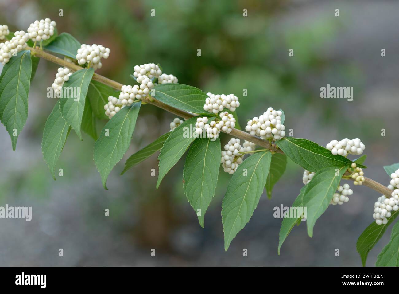 Love pearl bush (Callicarpa dichotoma f. albifructa), Kiso Valley ...