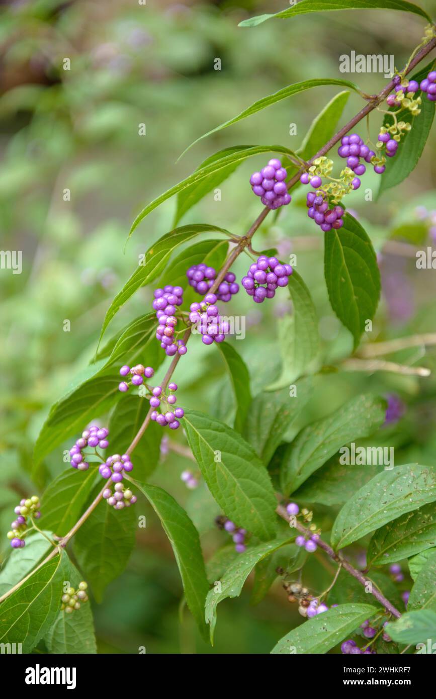 Love pearl bush (Callicarpa dichotoma), Shinjuku Imperial Park, Shinuku ...