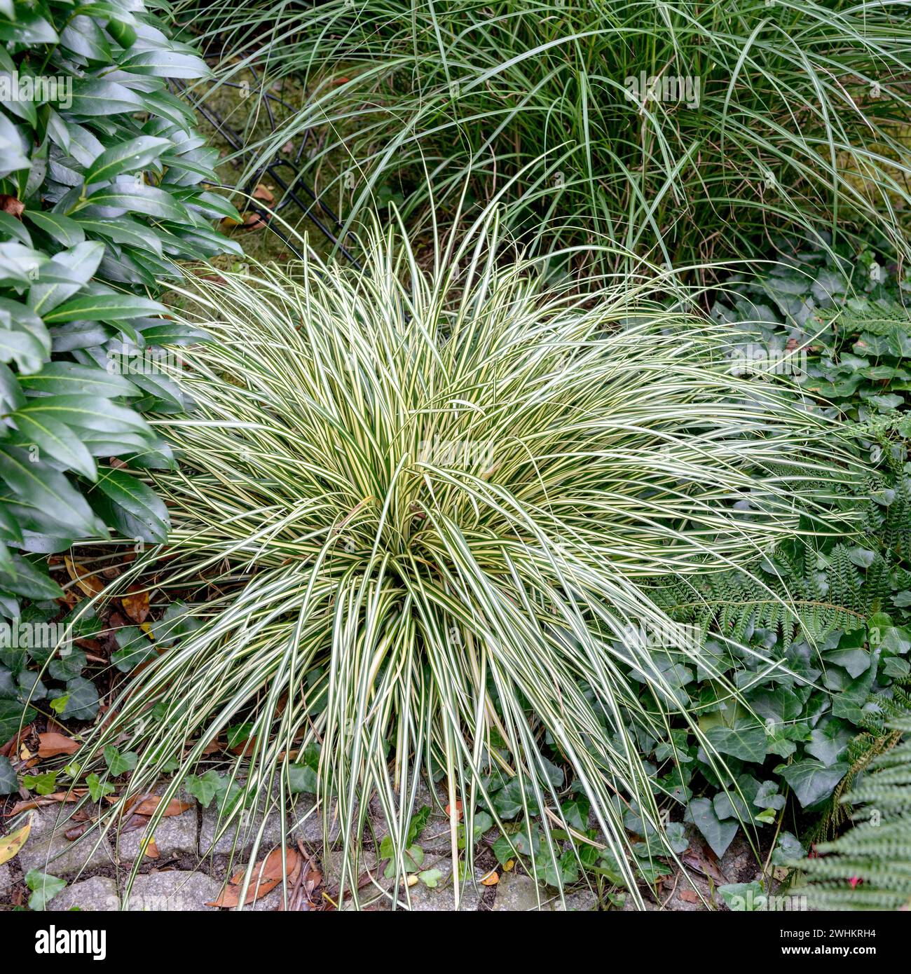 Japanese golden sedge (Carex oshimensis 'Evergold'), An den Dorfwiesen ...