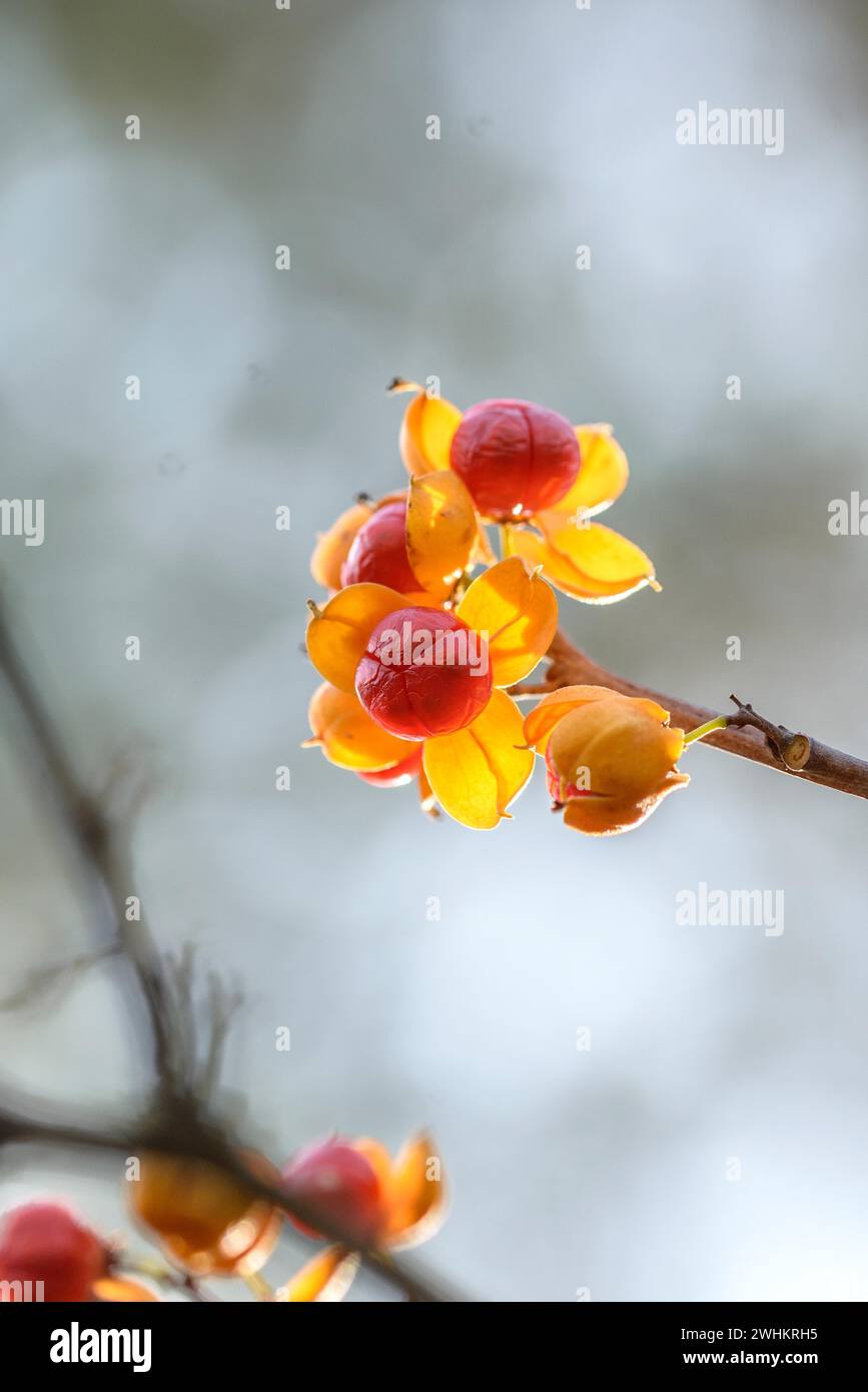Tree shrike (Celastrus orbiculatus), Pruhonice Dendrological Garden ...