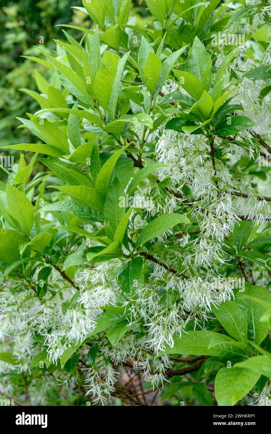 Snowflake bush (Chionanthus virginicus), BS Saemann, Federal Republic ...