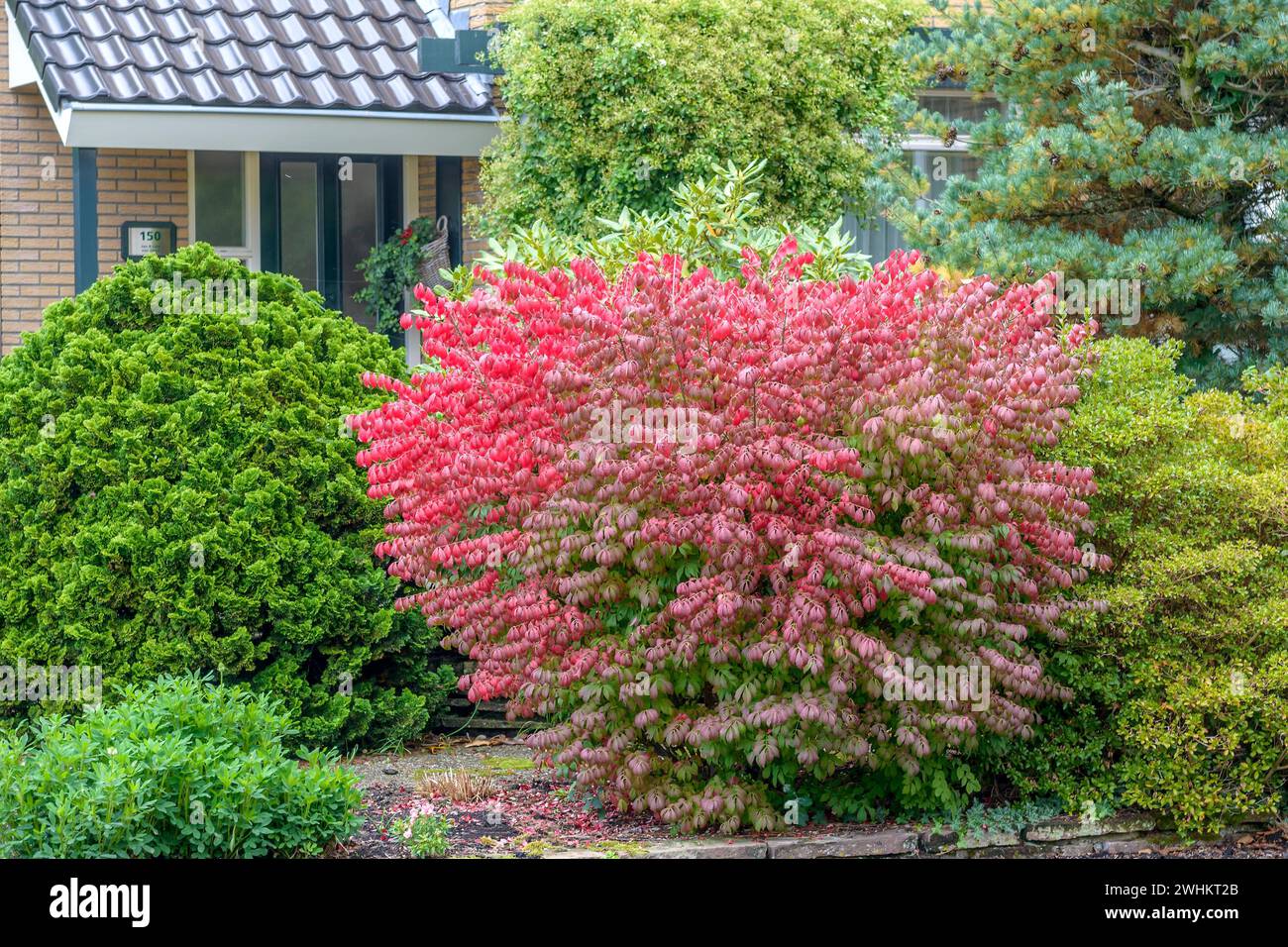 Winged spindle bush (Euonymus alatus 'Compactus'), Federal Republic of ...