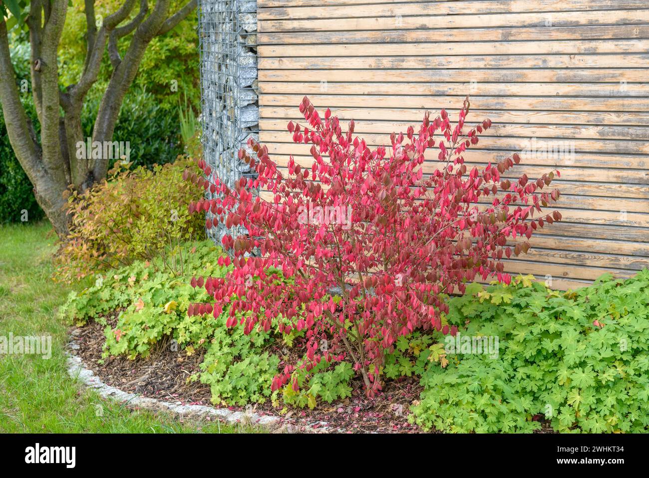Winged spindle bush (Euonymus alatus 'Compactus'), An den Dorfwiesen ...