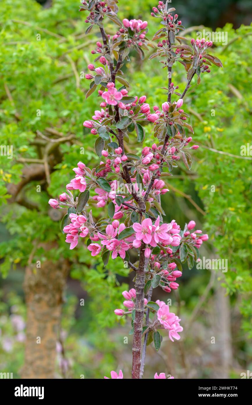 Columnar apple (Malus domestica 'Maypole'), Federal Republic of Germany ...