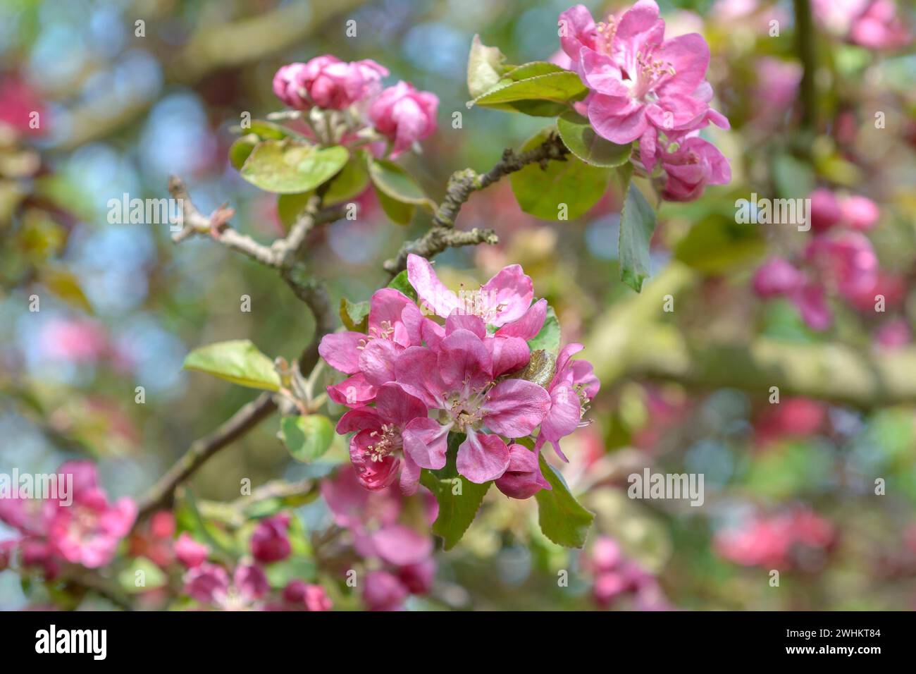 Ornamental apple (Malus 'Eleyi'), Saxon State Office for Environment ...