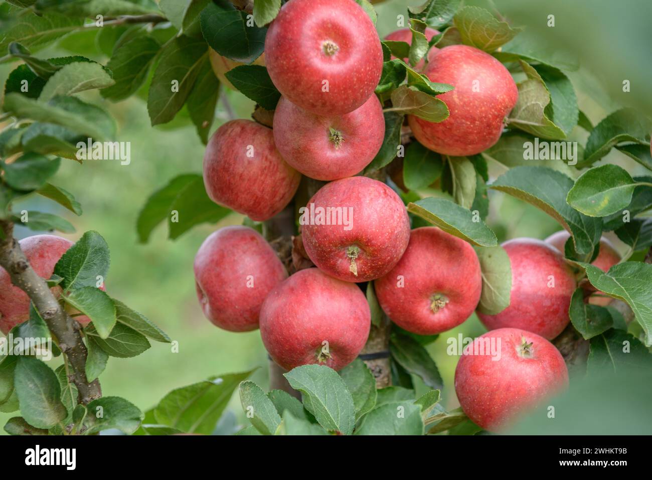 Columnar apple (Malus domestica CAMPANILOR PRIMO), LVG Erfurt, Federal ...
