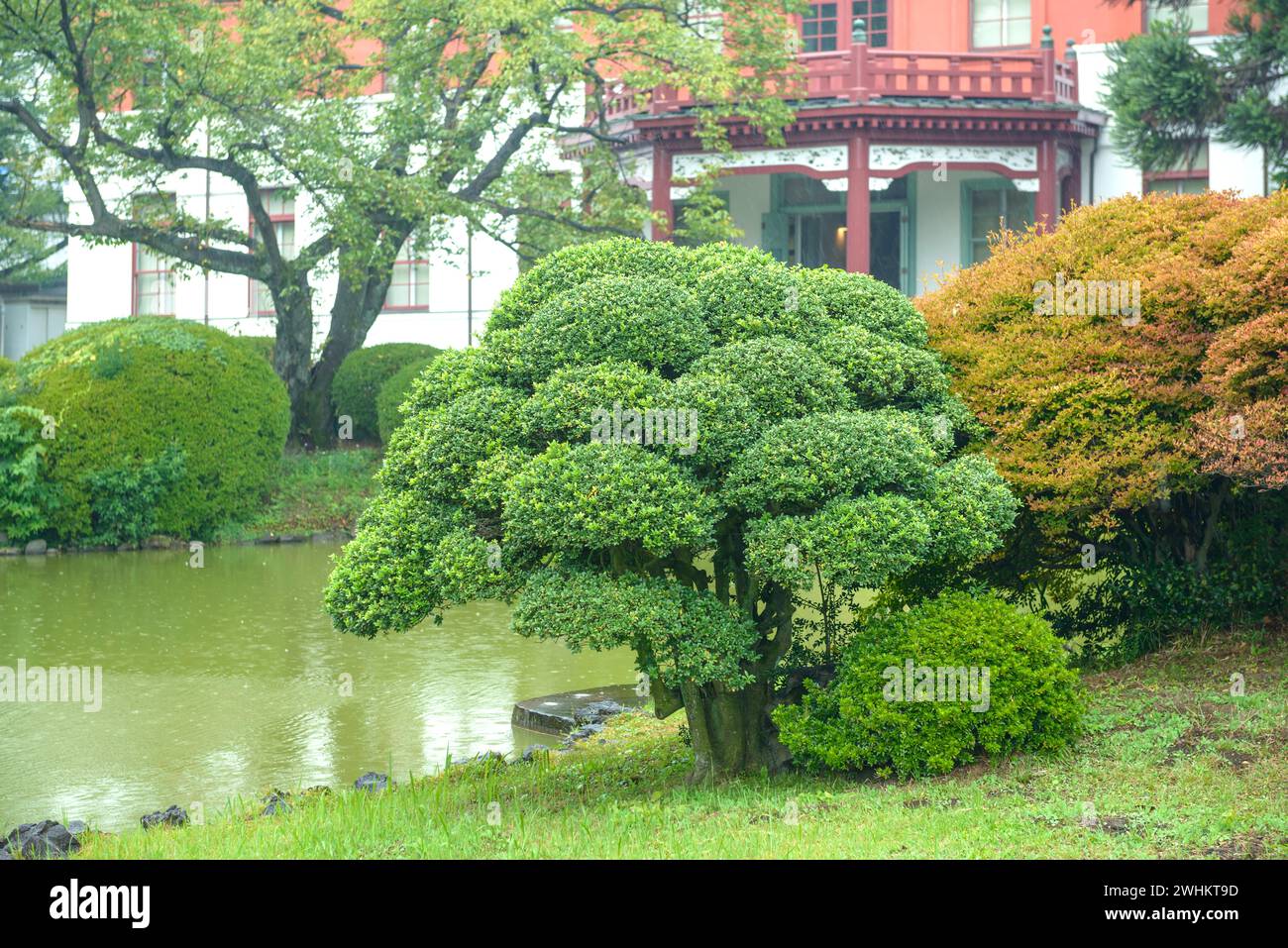 Japanese pod (Ilex crenata), early flowering bellflower (Enkianthus ...
