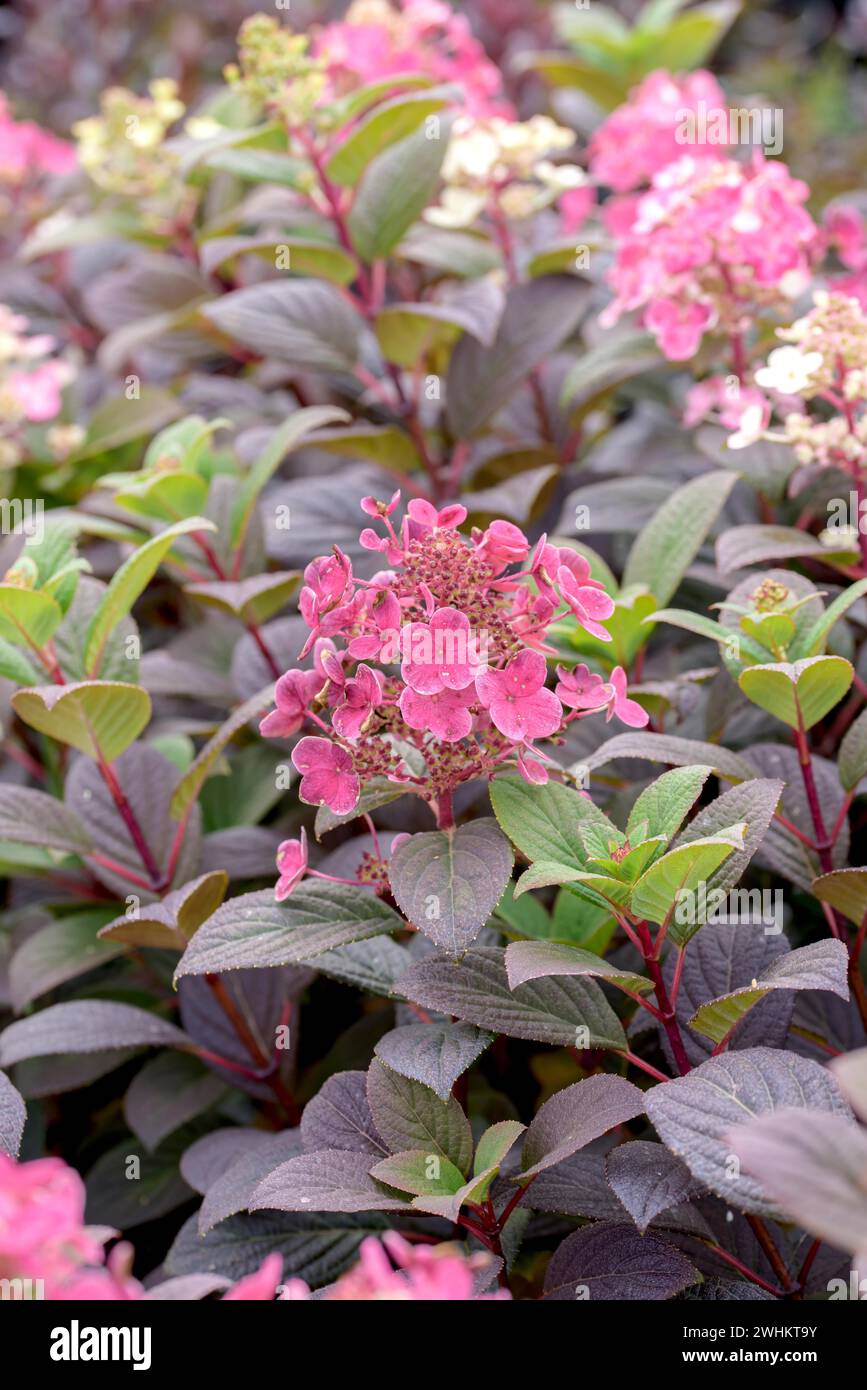 Hydrangea paniculata LITTLE QUICK FIRE, BS Saemann, Federal Republic of ...