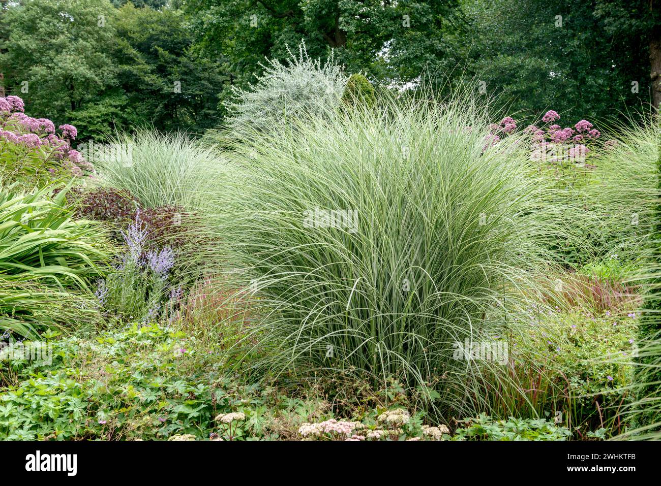 Miscanthus sinensis morning light hi-res stock photography and images ...