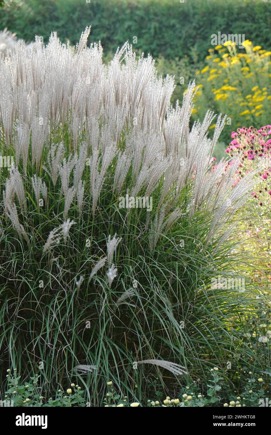 Chinese reed (Miscanthus sinensis 'Kleine Silberspinne'), Foerster ...