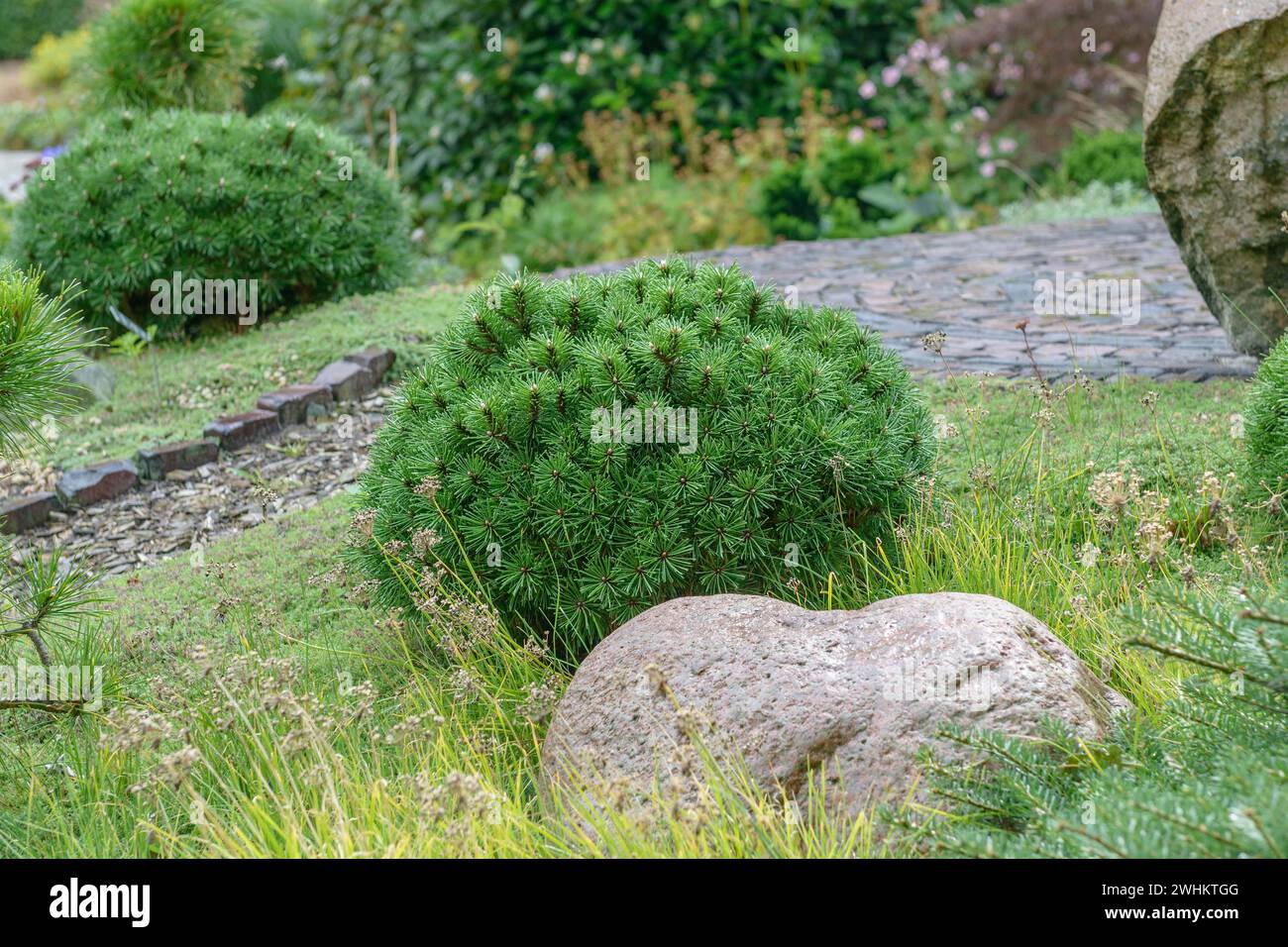 Krummholz pine (Pinus mugo 'Gruene Welle'), Jeddeloh nursery, Federal ...