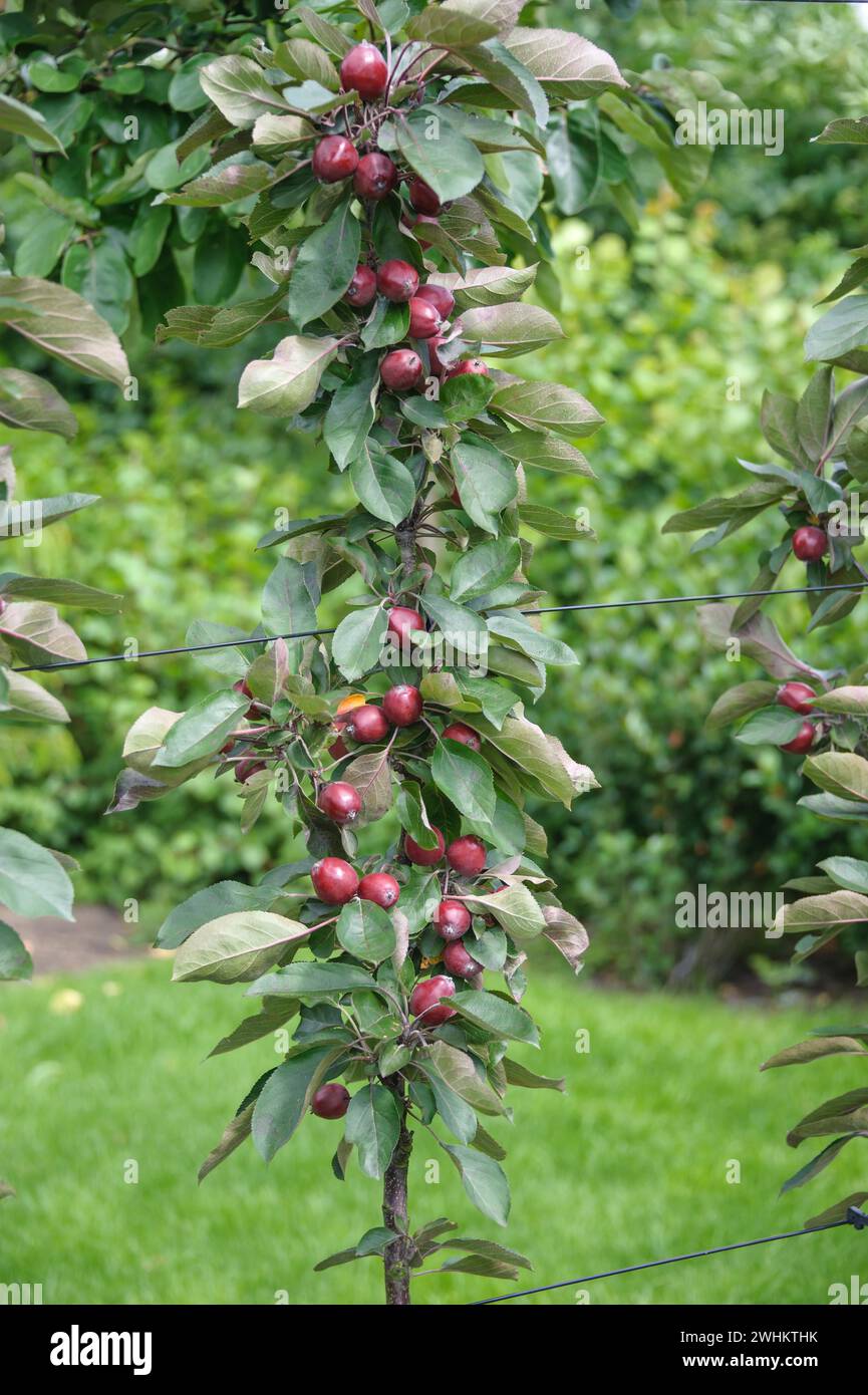 Columnar apple (Malus domestica REDLANE), Floriade 2012, Federal ...
