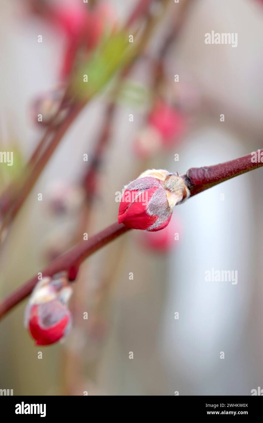 Ornamental peach (Prunus persica 'Melred Weeping'), Eurobaustoff ...
