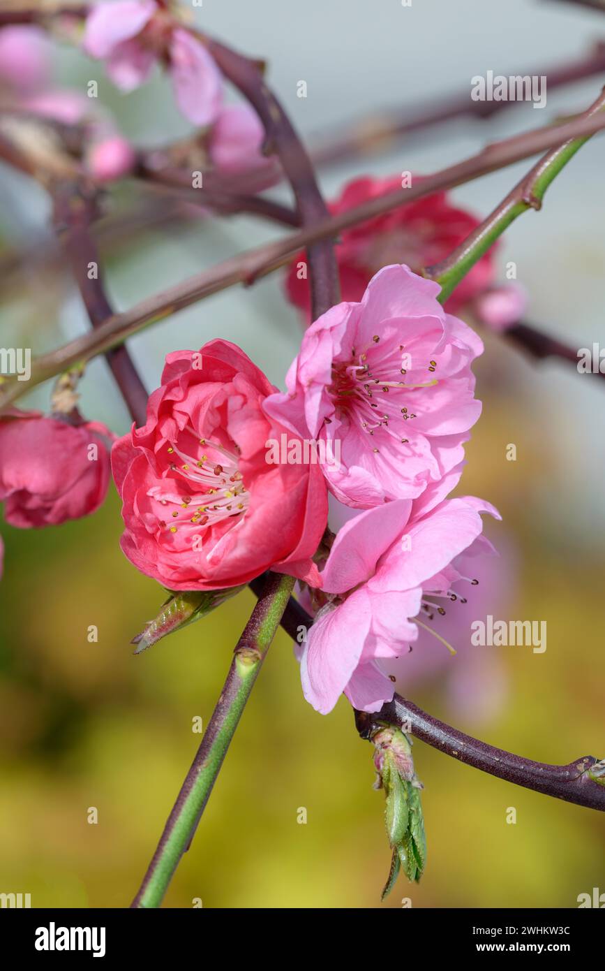 Hanging ornamental peach (Prunus persica 'Melred Weeping'), BayWa ...