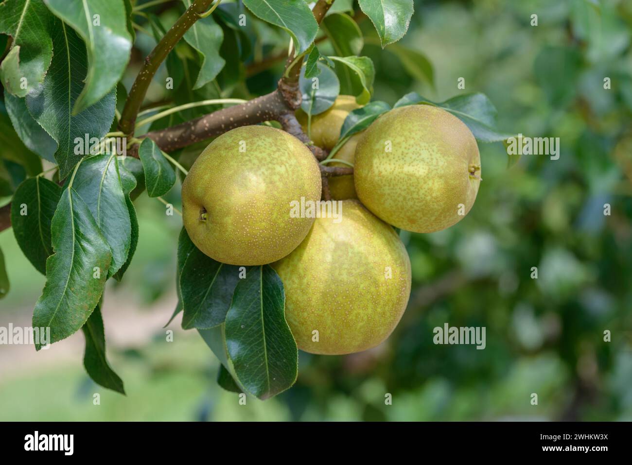 Benita pear hi-res stock photography and images - Alamy