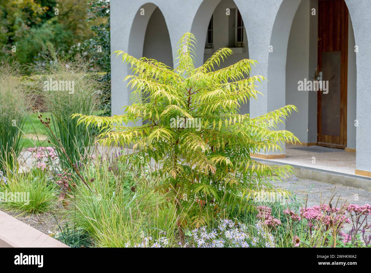 Vinegar tree (Rhus typhina TIGER EYES), Ebert Park, Federal Republic of ...