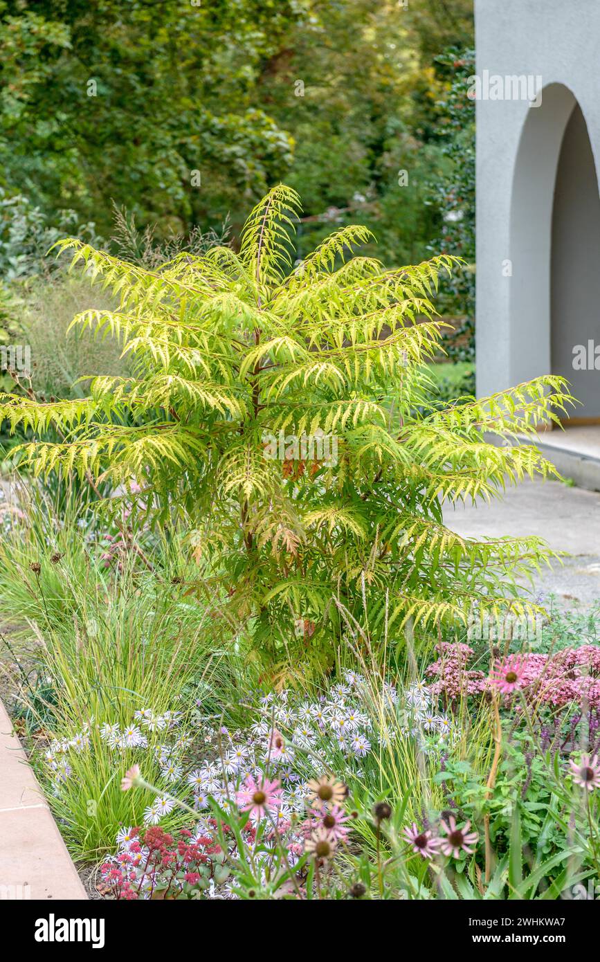 Vinegar tree (Rhus typhina TIGER EYES), Ebert Park, Federal Republic of ...