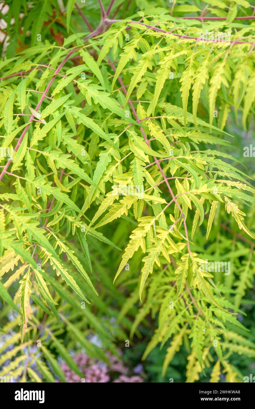 Vinegar tree (Rhus typhina TIGER EYES), Ebert Park, Federal Republic of ...