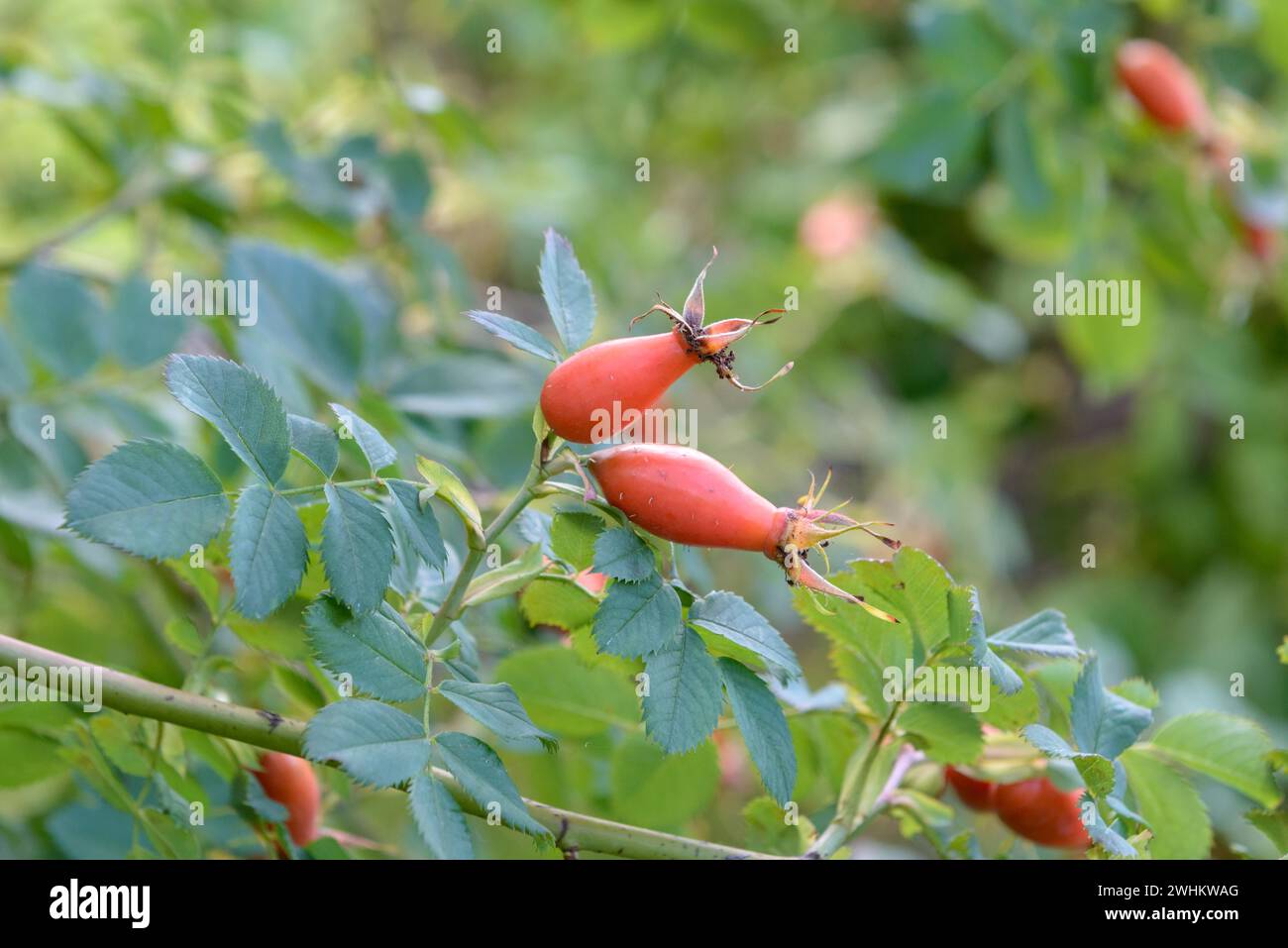 Vitamin Rose (Rosa 'PiRo 3'), EGA Park, Federal Republic of Germany ...