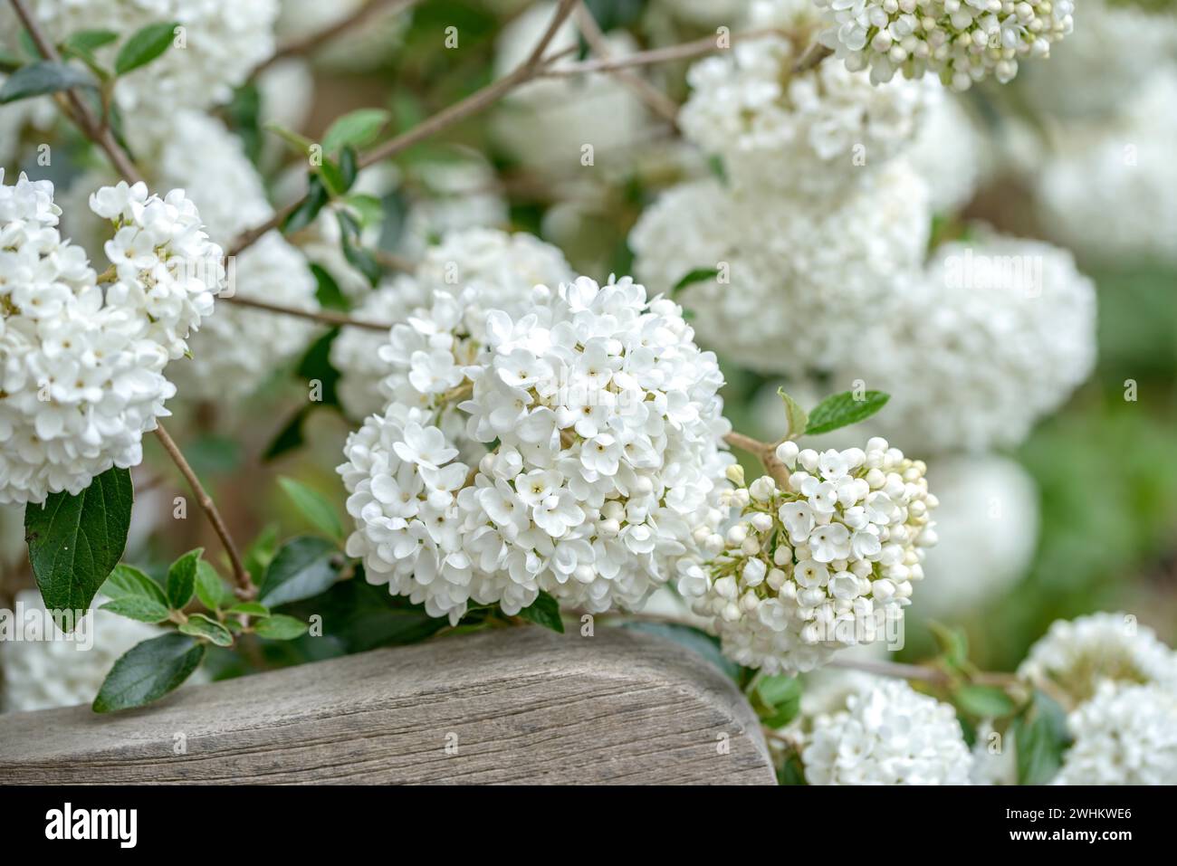 Evergreen snowball (Viburnum 'Eskimo'), An den Dorfwiesen 9, Federal ...