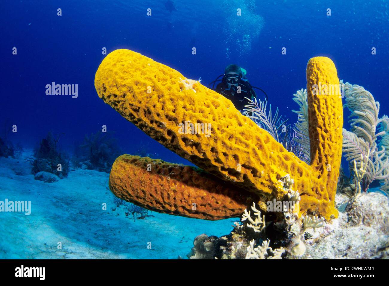 Diving in the Caribbean - tube sponge, Caribbean, Central America Stock ...