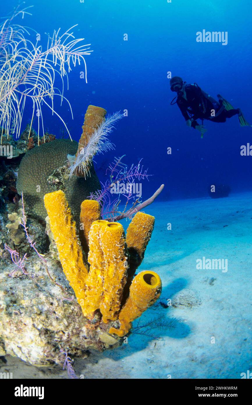 Diving in the Caribbean - tube sponge, Caribbean, Central America Stock ...