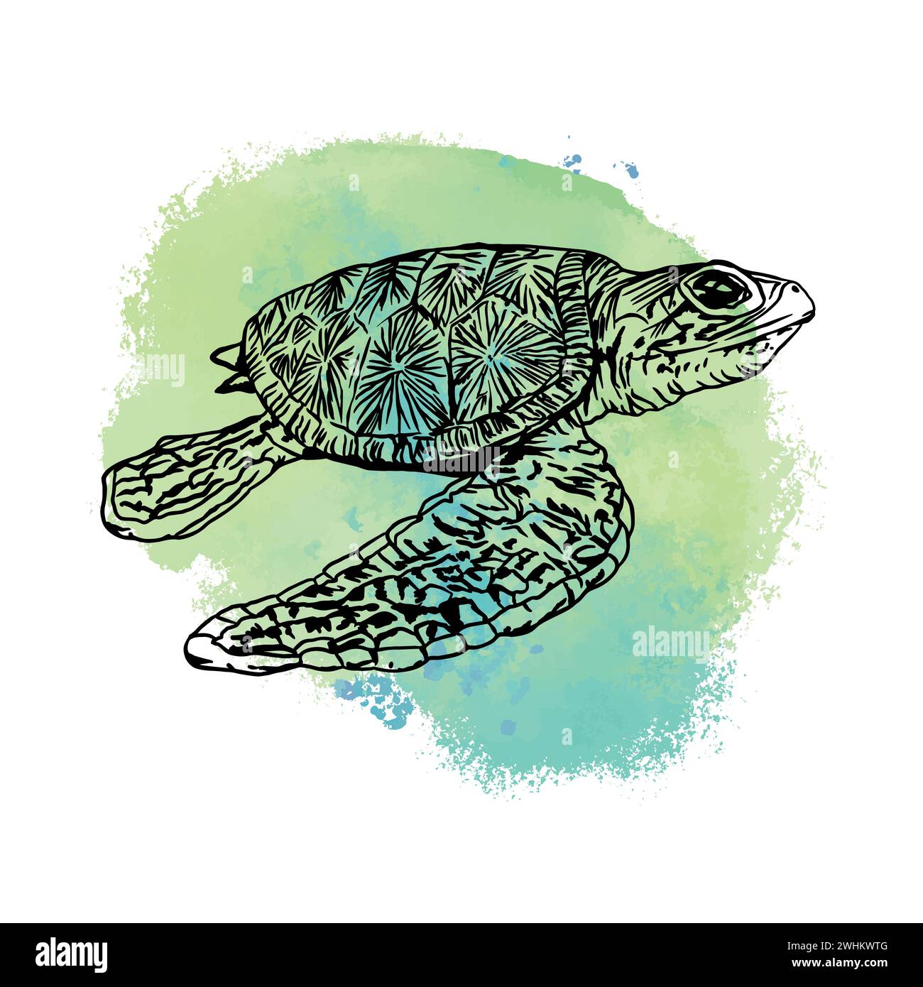 Turtle, graphics. Vector illustration on a blue spot background. Design ...