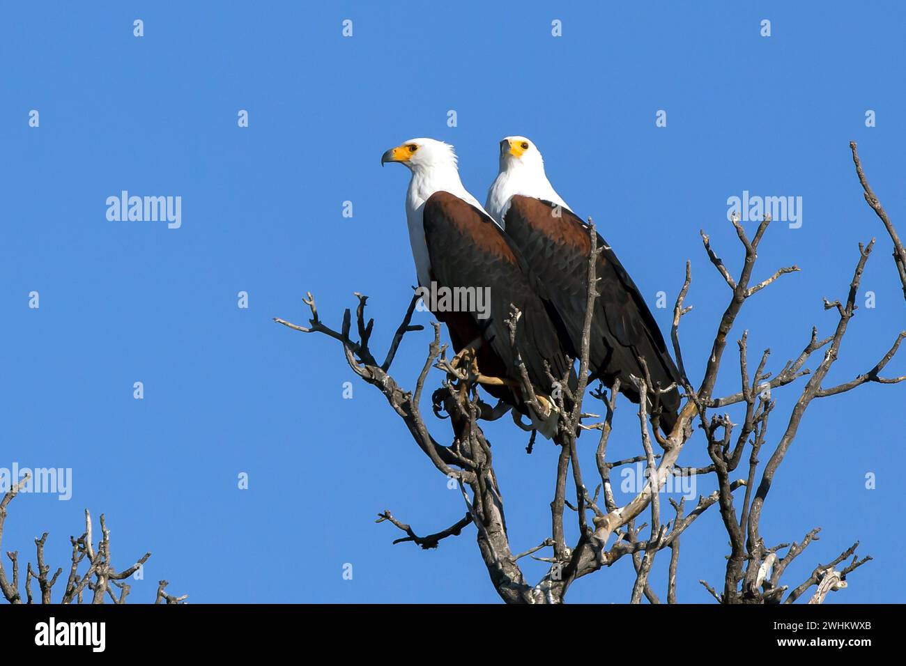 African fish eagle couple hi-res stock photography and images - Alamy
