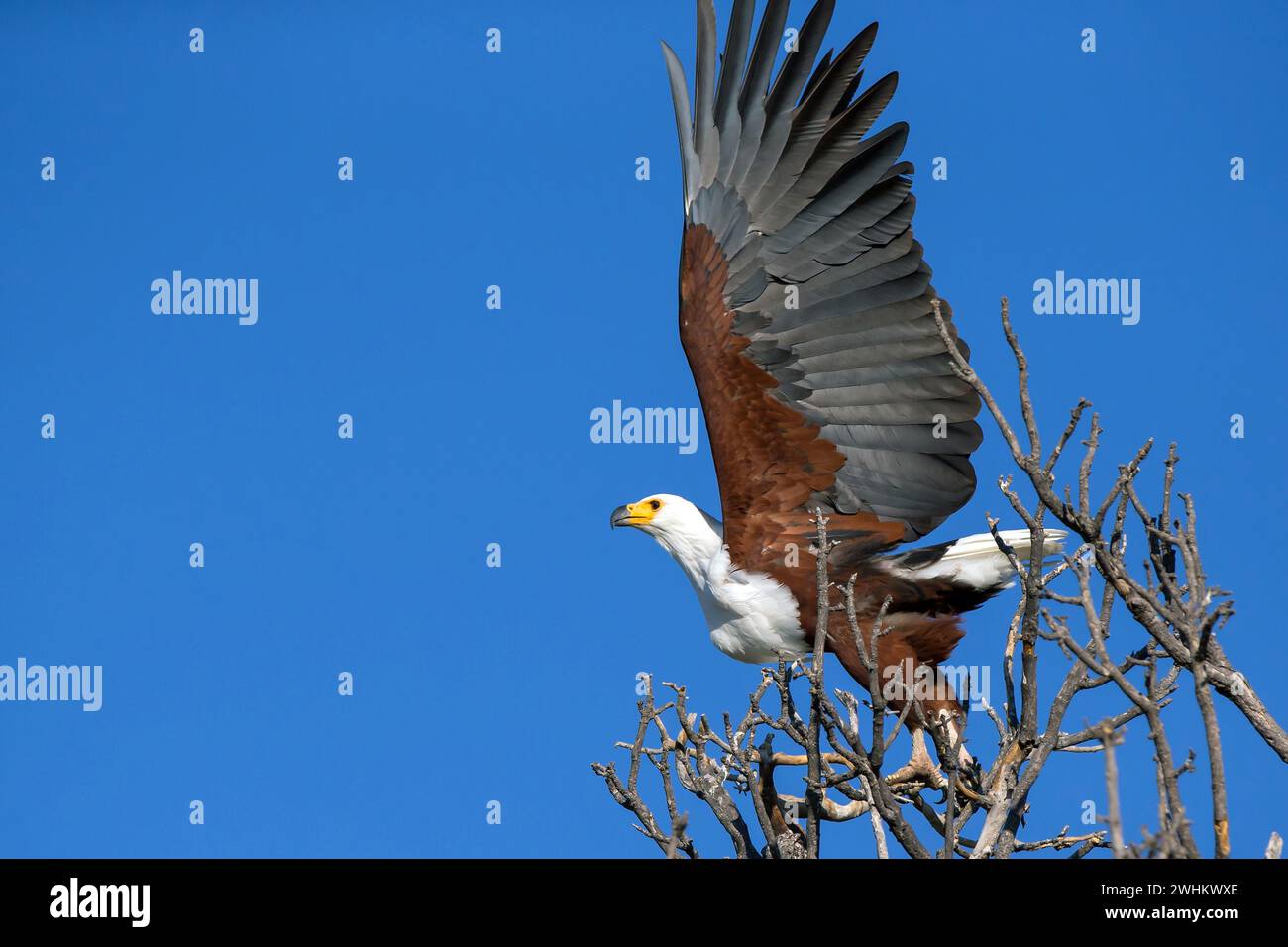 Lesser spotted eagle, (Haliaeetus vocifer), Africa, Botswana, flight ...