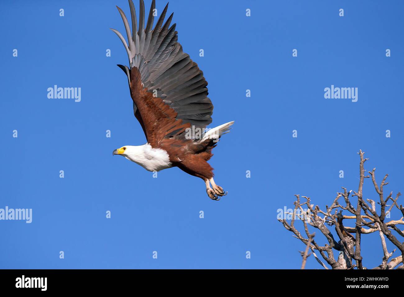 Lesser spotted eagle, (Haliaeetus vocifer), Africa, Botswana, flight ...