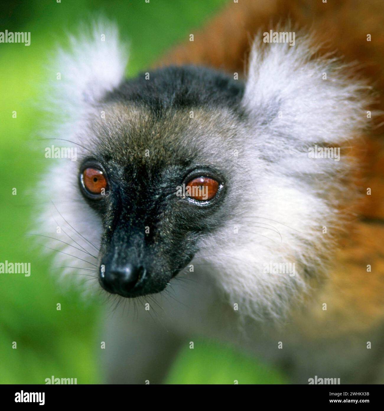 Crown sifaka, Madagascar, Coquerels crown sifaka, Prophitecus verreauxi ...