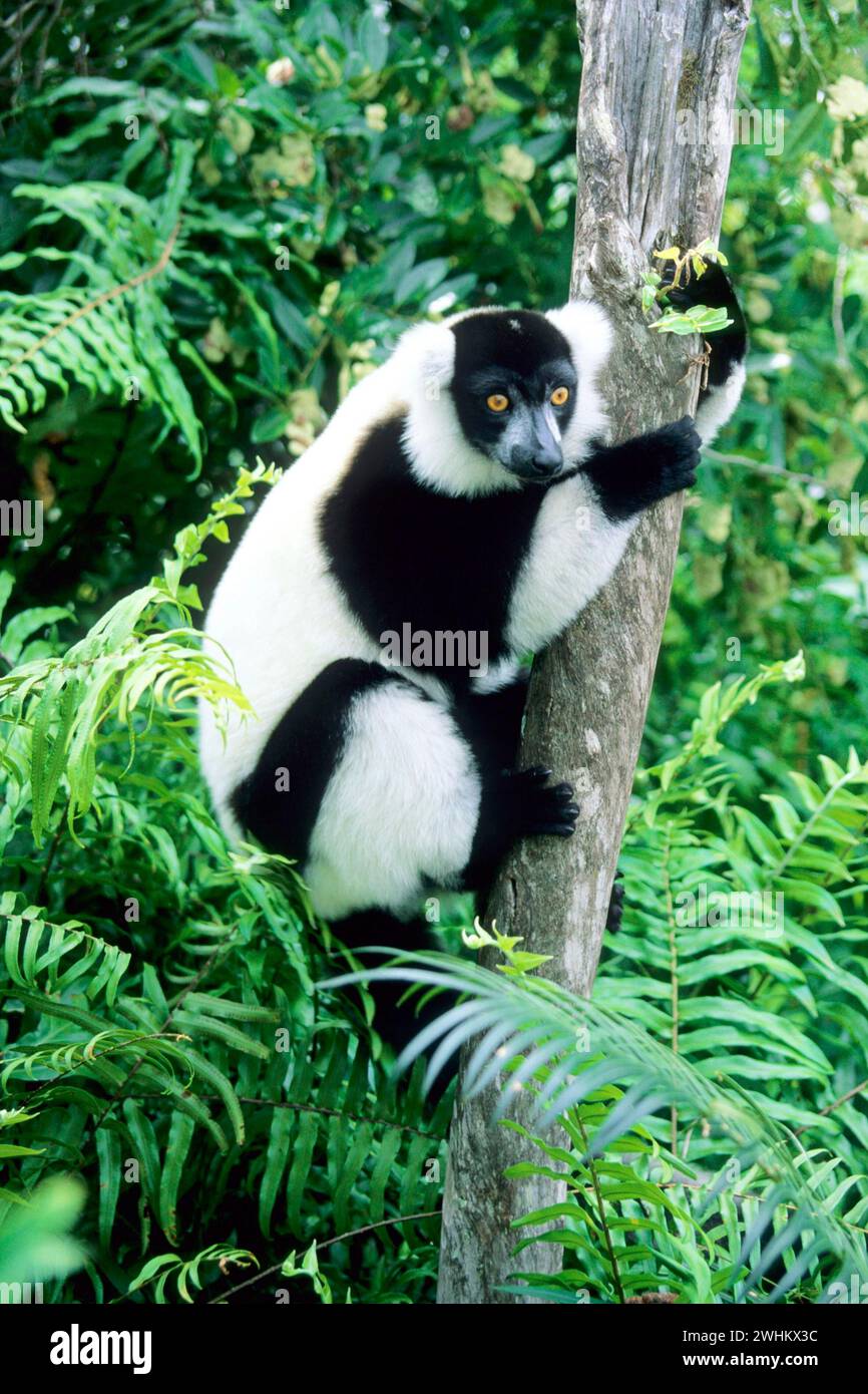 Crown sifaka, Madagascar, Coquerels crown sifaka, Prophitecus verreauxi ...