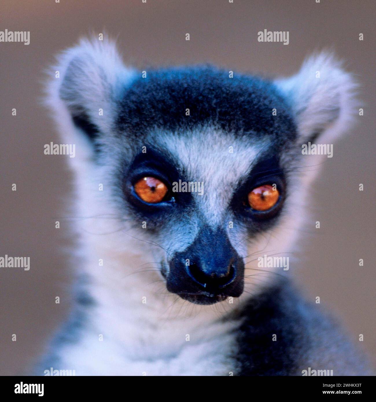 Crown sifaka, Madagascar, Coquerels crown sifaka, Prophitecus verreauxi ...