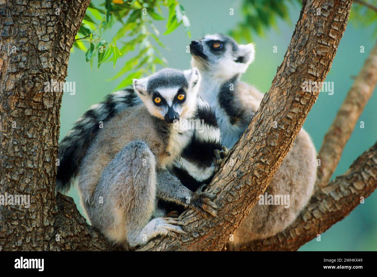 Crown sifaka, Madagascar, Coquerels crown sifaka, Prophitecus verreauxi ...