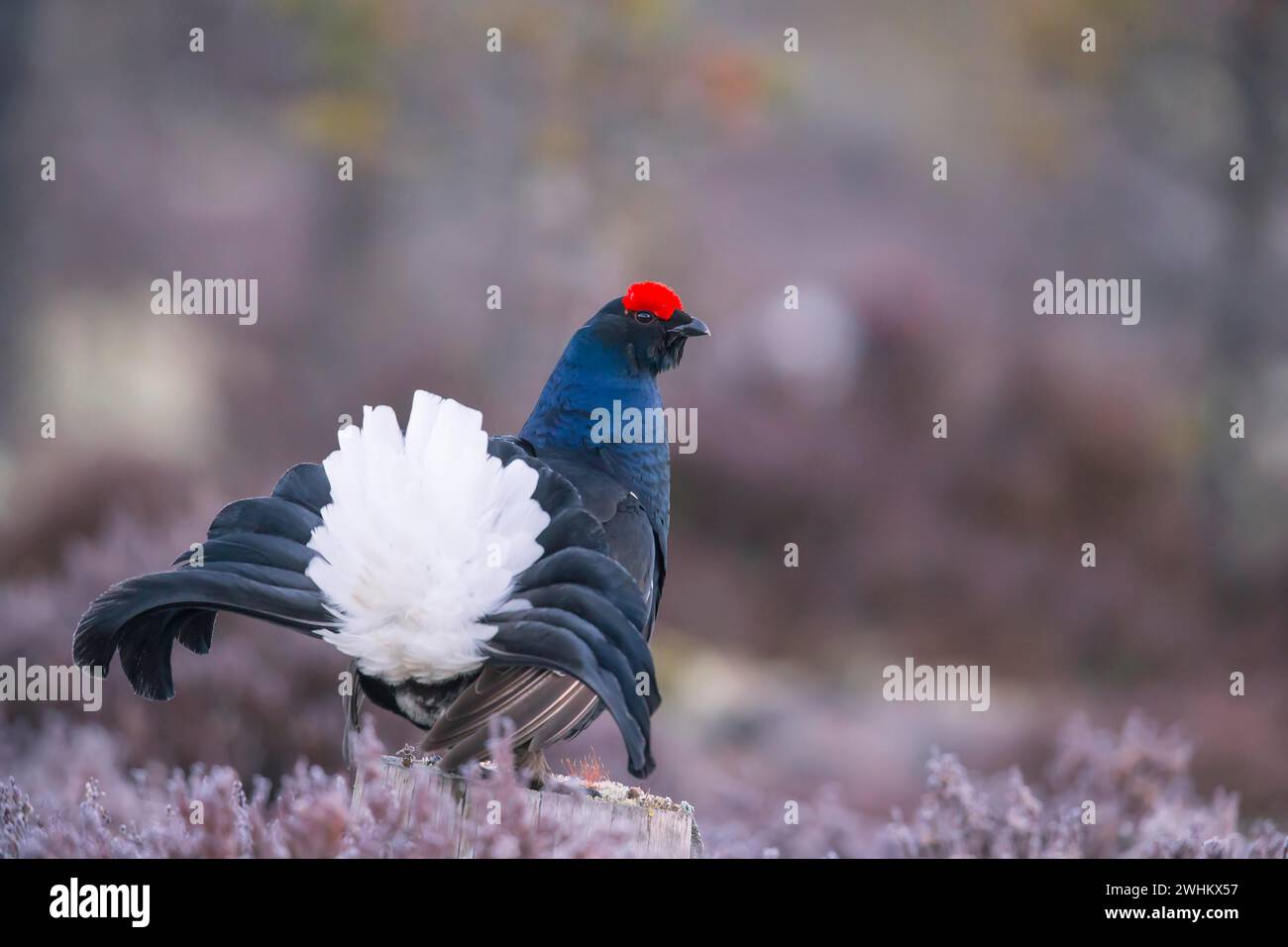 Black grouse, Lyrurus tetrix, Tetrao tetrix, Bavaria, Bavaria, Federal ...
