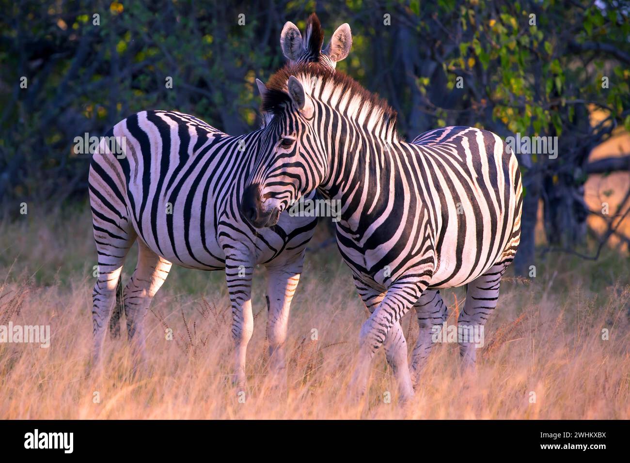Botswana plains zebra hi-res stock photography and images - Alamy