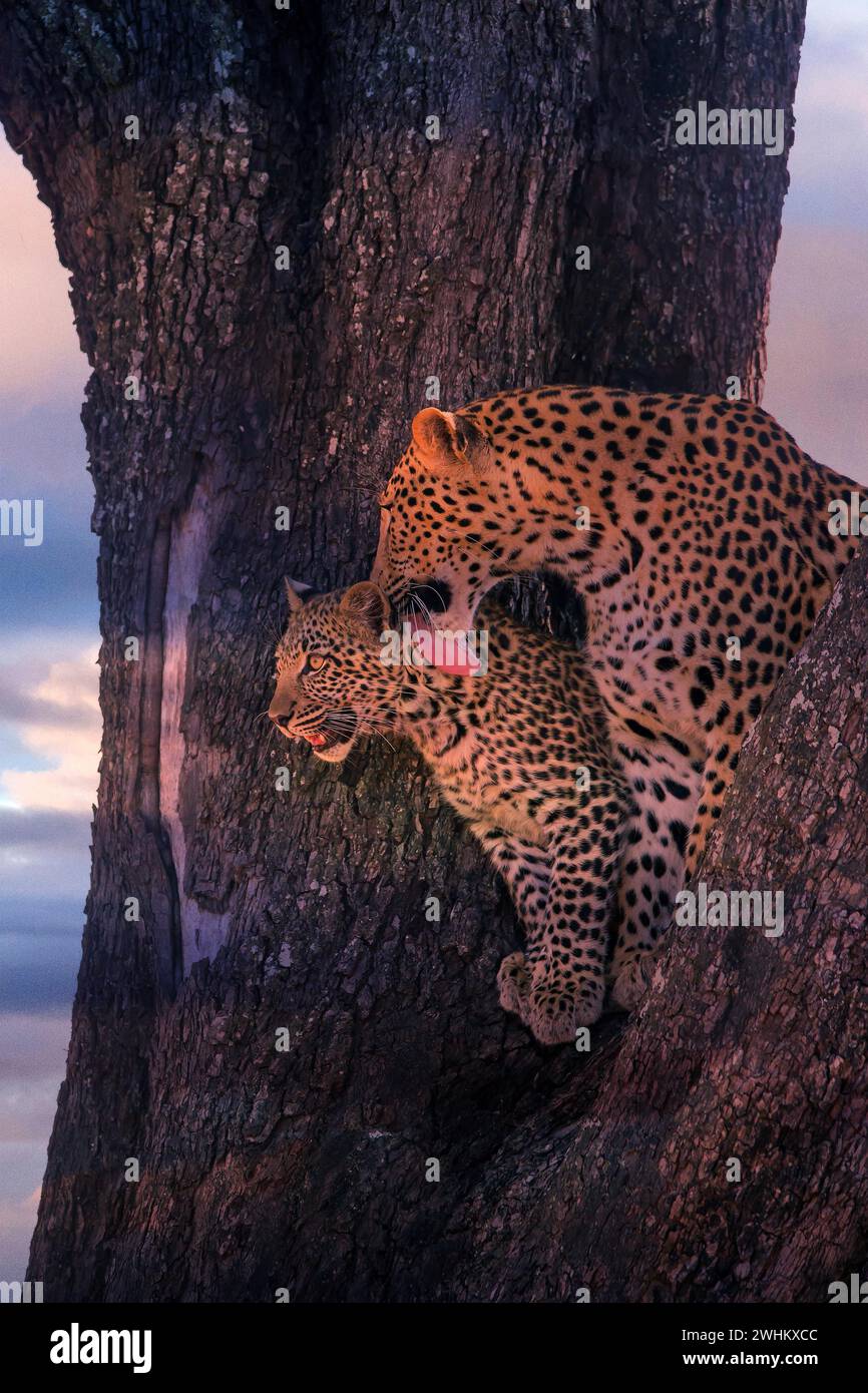 Leopard, with young, 6 months, old, Panthera pardus, Botswana, Botswana ...