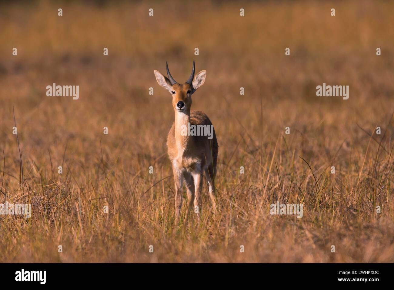 Reedbuck botswana hi-res stock photography and images - Alamy