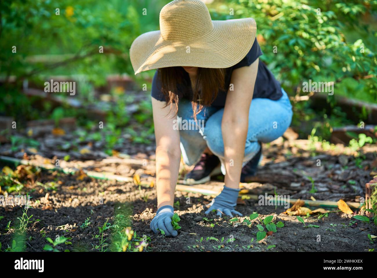 Female gardener working in home garden planting crops and prepares the ...