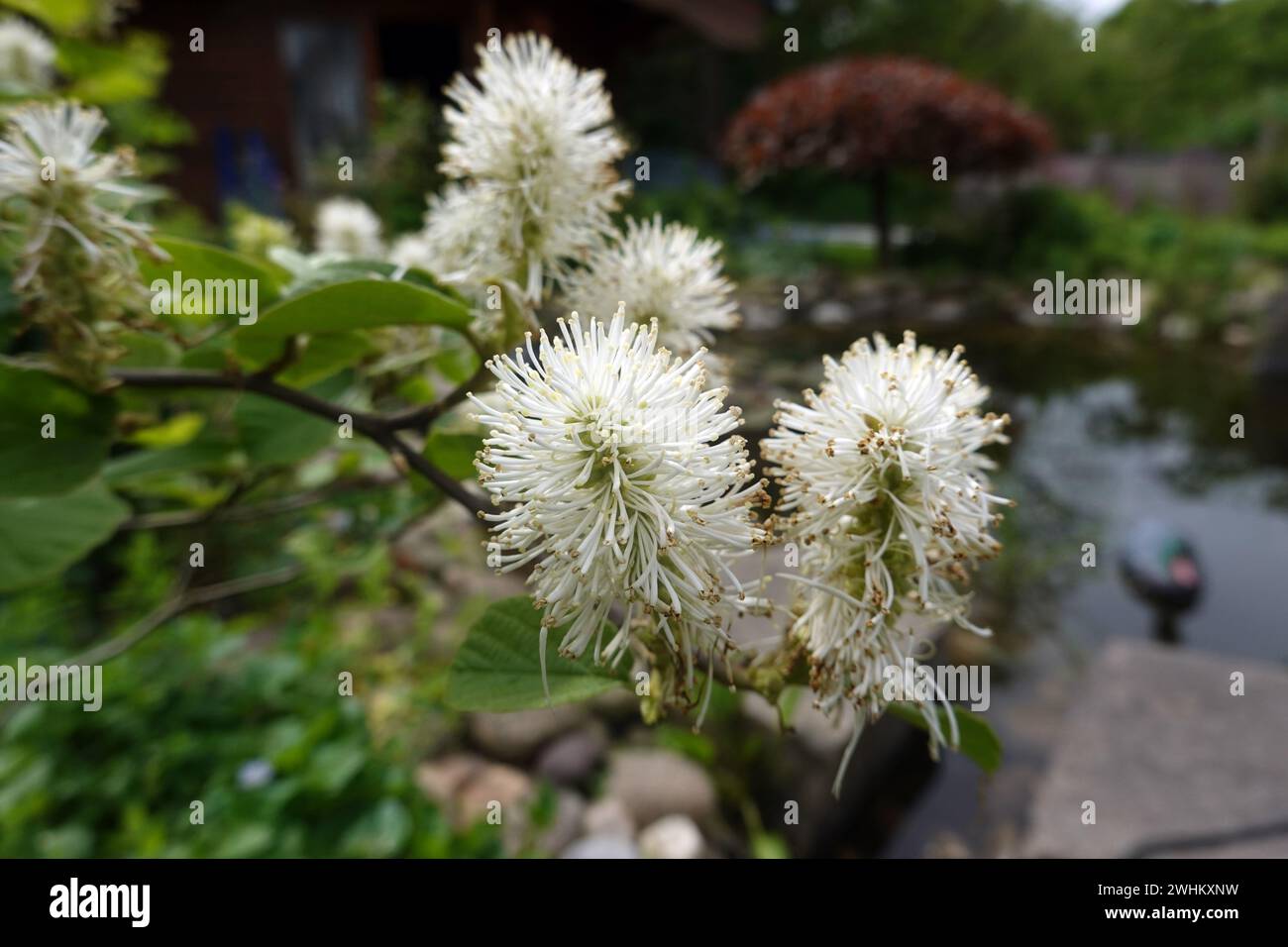 Large feather bush (Fothergilla major Stock Photo - Alamy