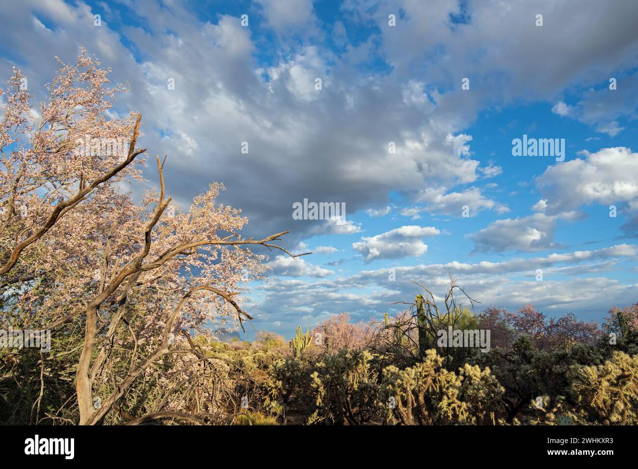 Ironwood trees hi-res stock photography and images - Alamy