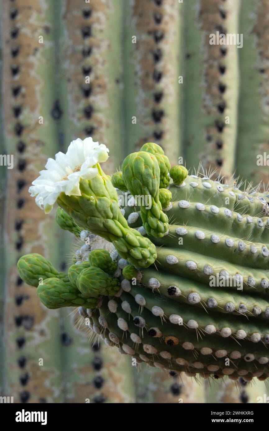Saguaro cactus flower detail (Carnegiea gigantea Stock Photo - Alamy