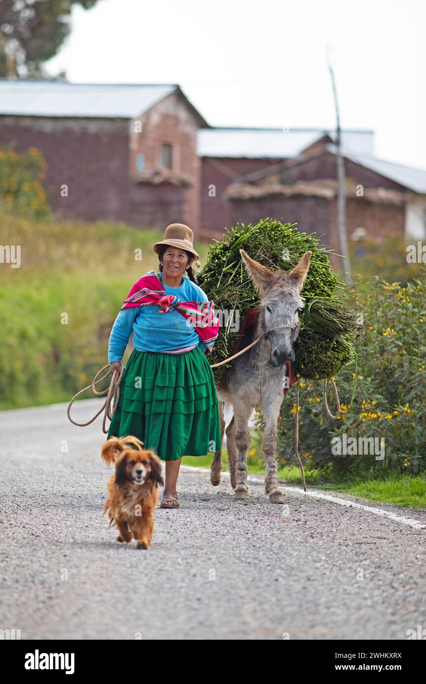 Peruvian woman in traditional dress with dog and donkey, Chuicuito ...
