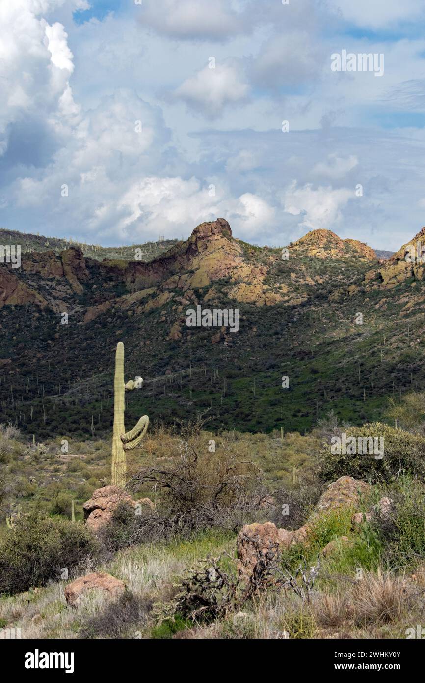 Sonoran desert in the Superstition Mountain Wilderness Stock Photo - Alamy