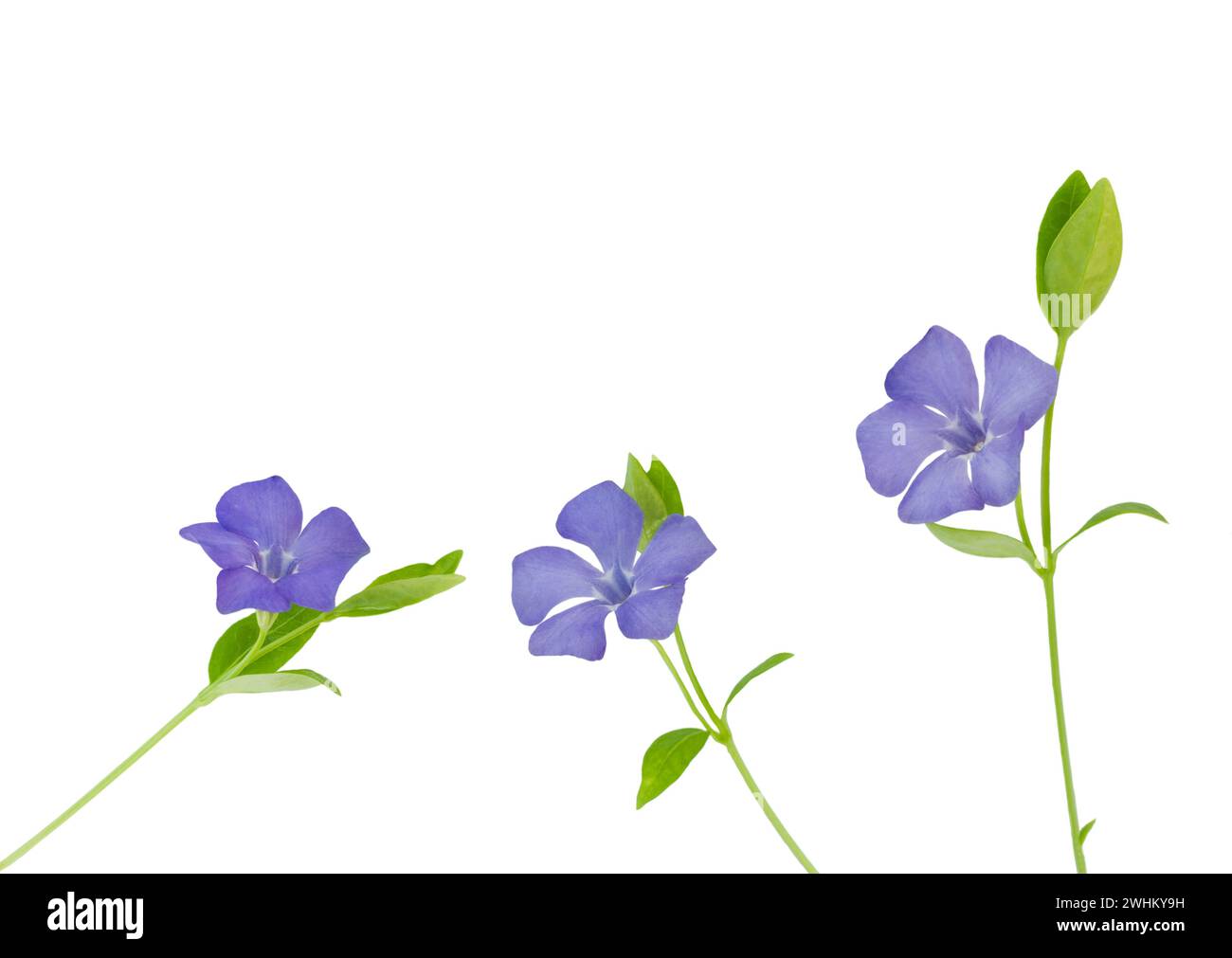 Been exposed Cut Out Stock Images & Pictures - Alamy