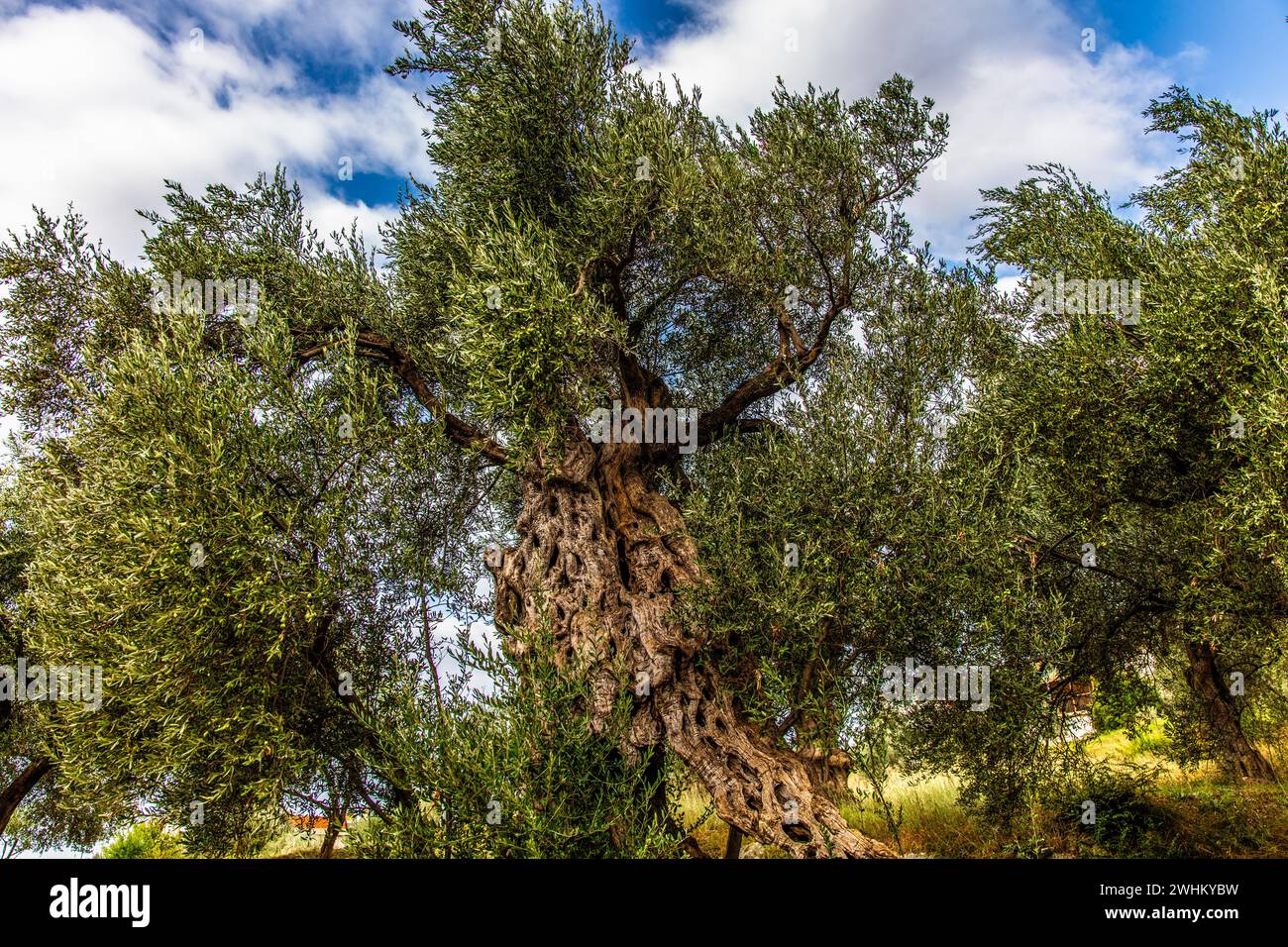 Olive tree plantation, Montenegro, Montenegro Stock Photo - Alamy